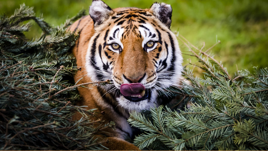 Tigerens betydning i østen - Tigercity.no
