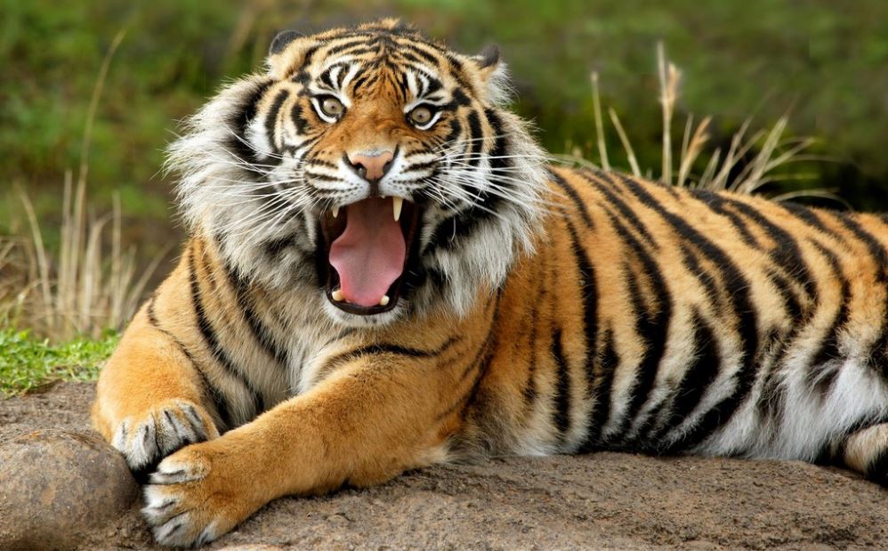 Hvorfor har tigeren striper? - Tigercity.no