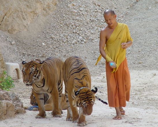 Tigercity.no – Trygge tigre