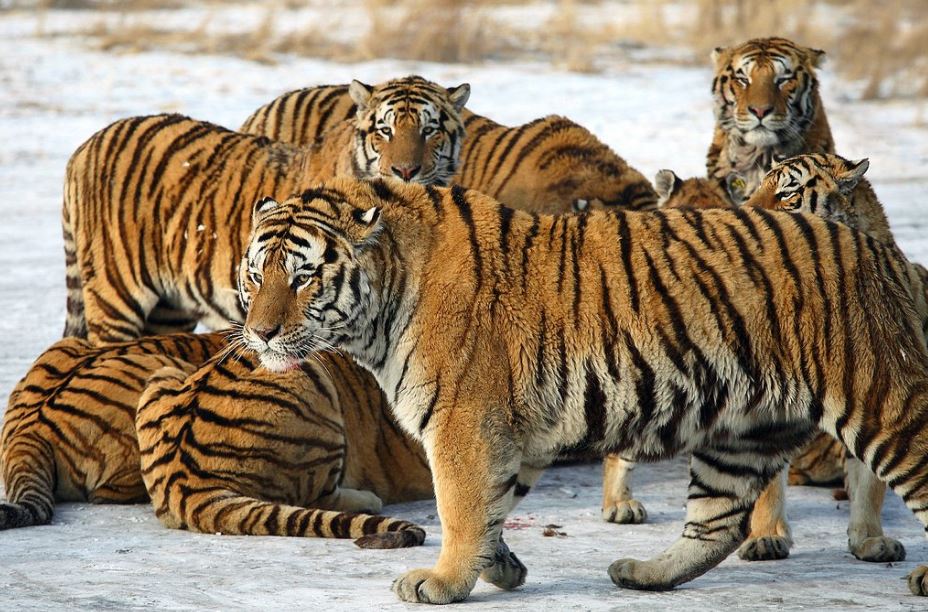 Tigercity.no – Trygge tigre