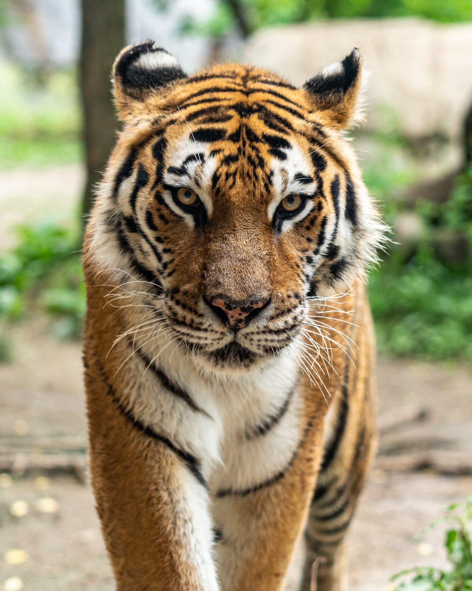 De forskjellige typene av tigere - Tigercity.no